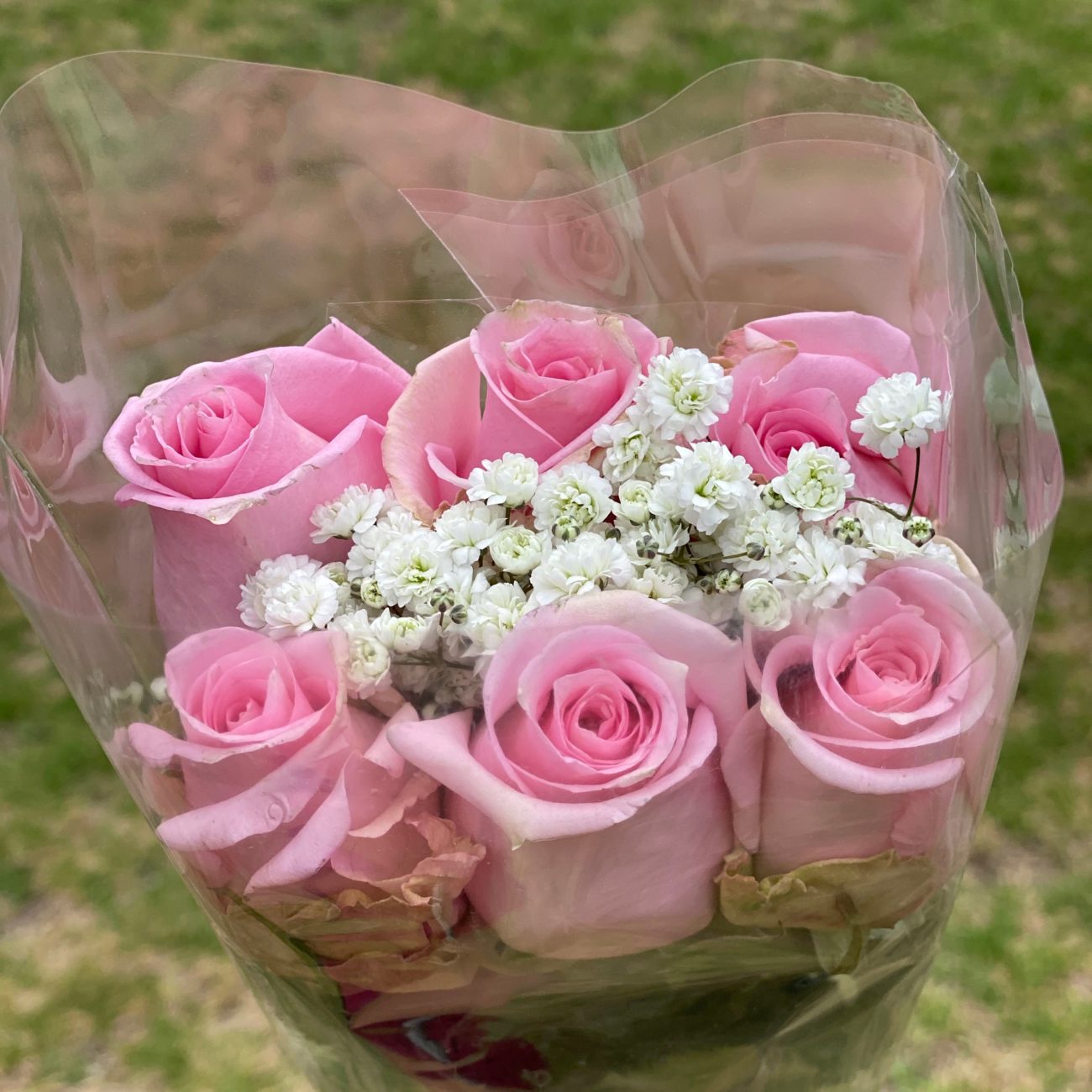 Roses – MR Roses Farms