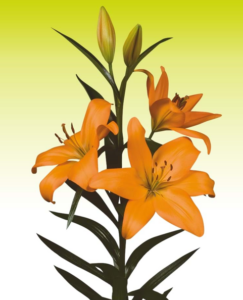 Box of 60 stems of Eremo Lily Orange – MR Roses Farms