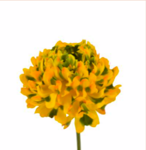 Ranunculus Pon Pon Merlino – 10 stems – MR Roses Farms