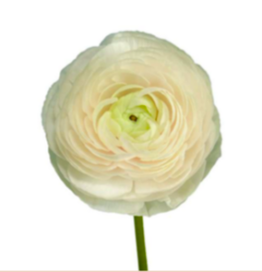 Ranunculus Success Hanoi – 10 stems – MR Roses Farms