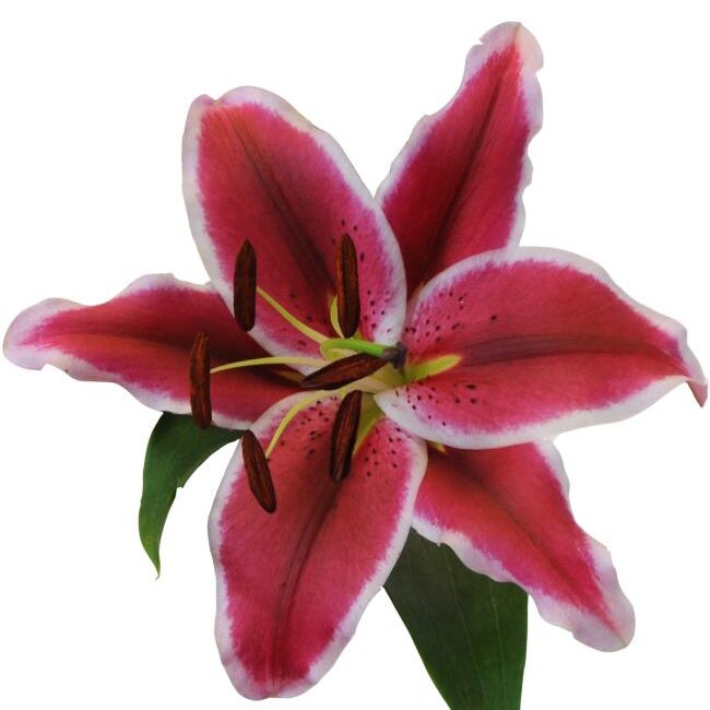 Box of 60 stems of Lilies – Mixed Colors – MR Roses Farms