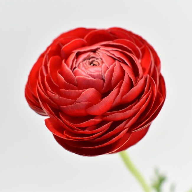 Box of 120 stems of Ranunculus Elegance (14″ or 35cm) – MR Roses Farms