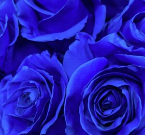 Box of 100 Roses Individually Wrapped Tinted Blue (40cm – 16″) – MR ...