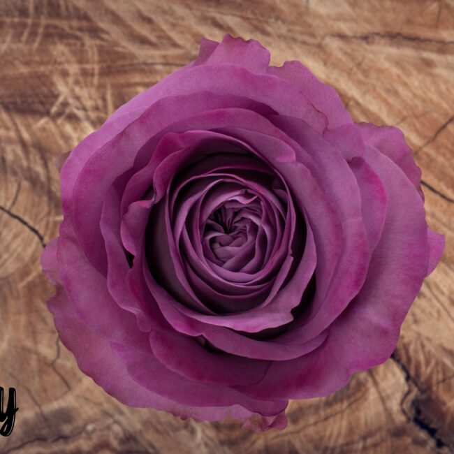 Box of 100 stems of Garden Roses (16″ or 40cm) – MR Roses Farms