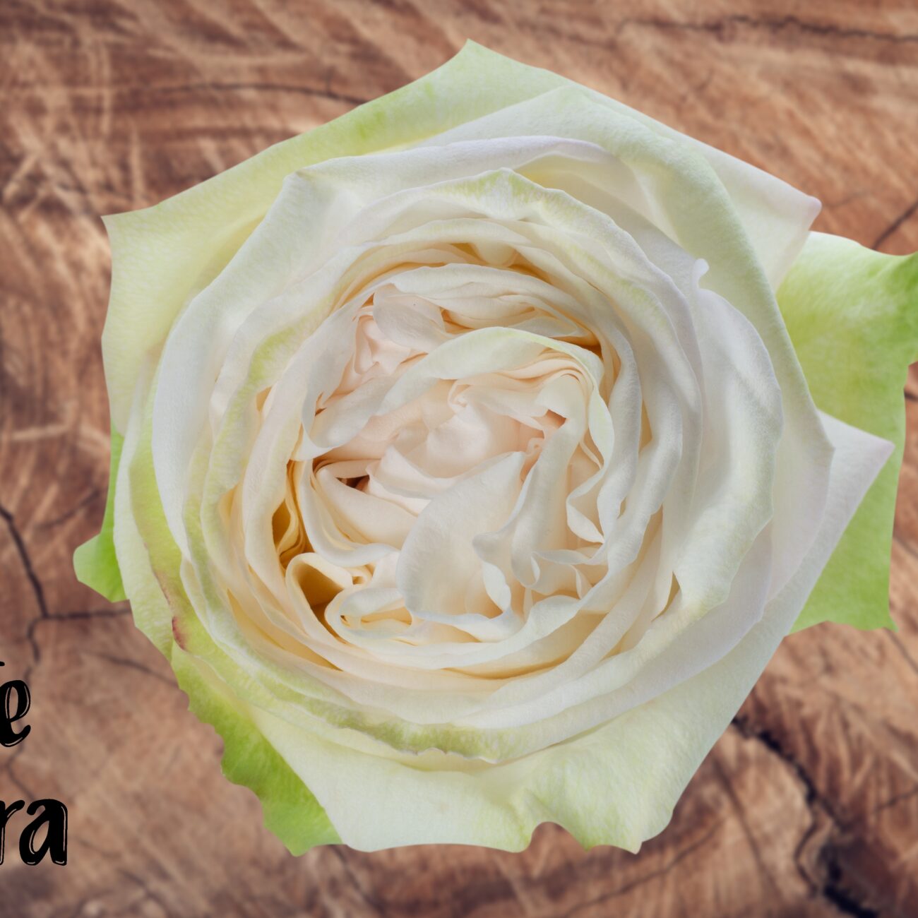 Box of 100 stems of Garden Roses (16″ or 40cm) – MR Roses Farms