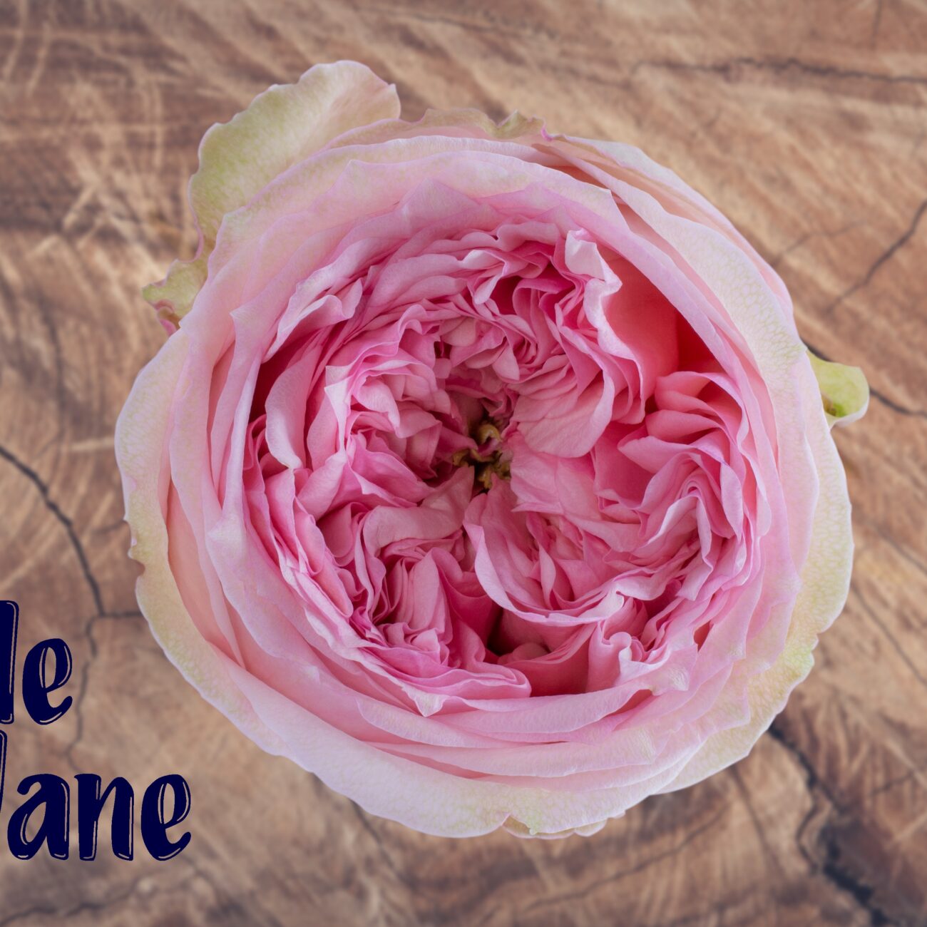 Box of 100 stems of Garden Roses (16″ or 40cm) – MR Roses Farms